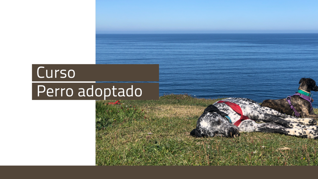 Perro Adoptado | Consejos para cuando tu perro adoptado llega a casa